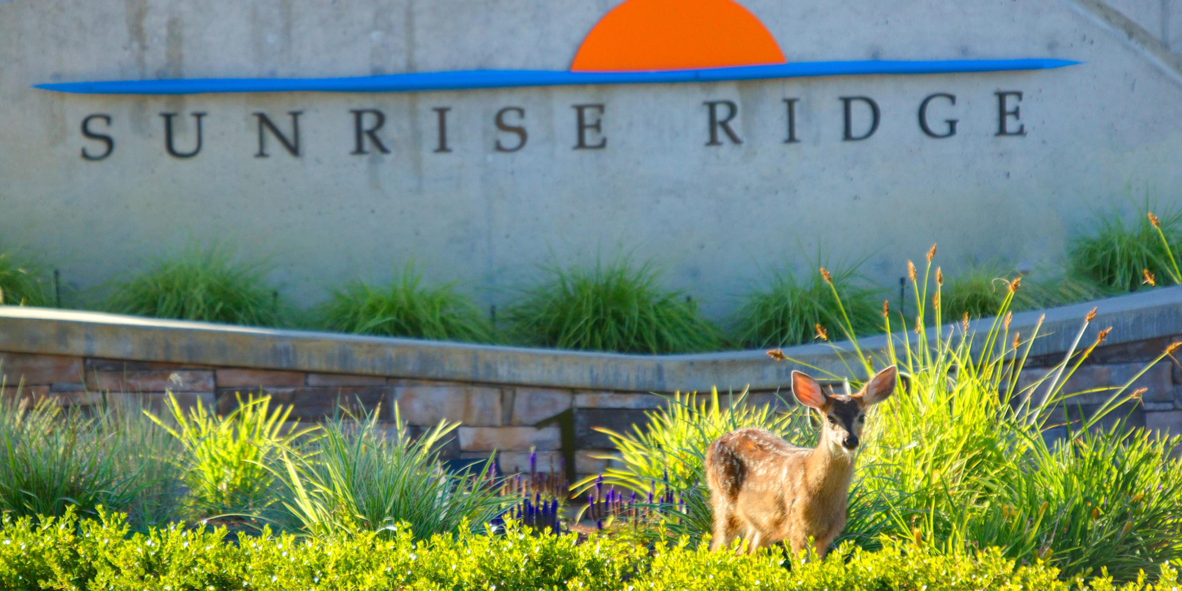 Sunrise Ridge Waterfront Resort - Tourism Vancouver Island
